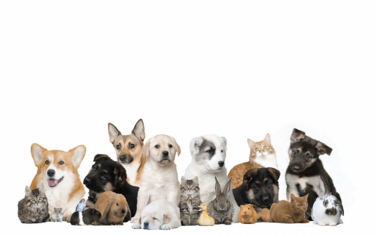 🔥 [90+] Pets Backgrounds | WallpaperSafari