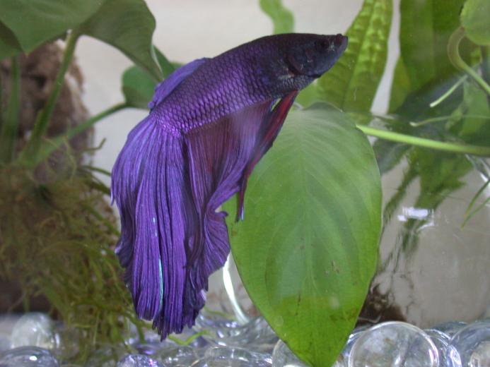 🔥 Free Download The Windows Betta Fish Hd Wallpaper Softpedia by ...
