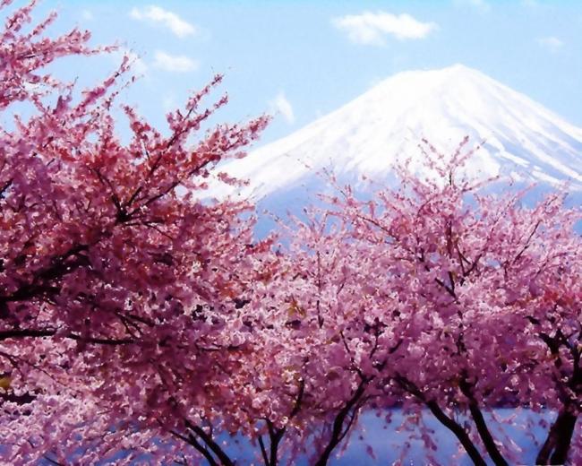 🔥 [40+] Cherry Tree Wallpapers | WallpaperSafari