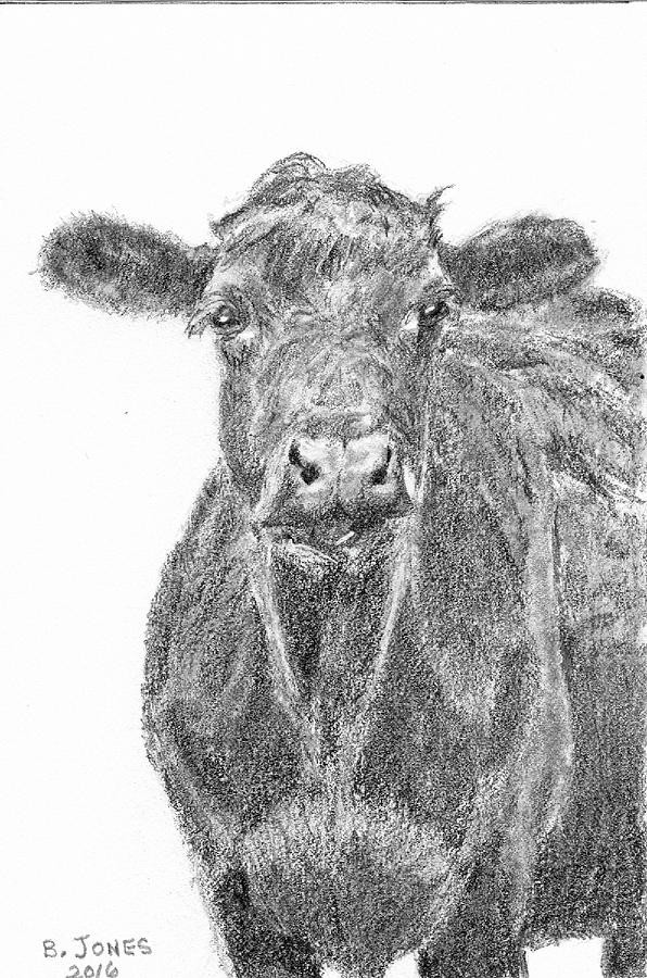 🔥 [30+] Black Angus Cow Drawing Wallpapers | WallpaperSafari