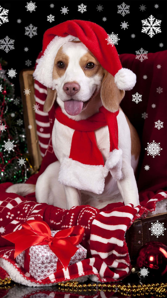 🔥 [30+] Christmas Beagle Wallpapers | WallpaperSafari