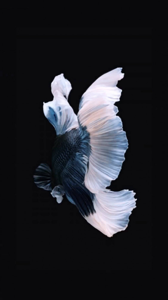 🔥 [70+] Fish Iphone Wallpapers | WallpaperSafari