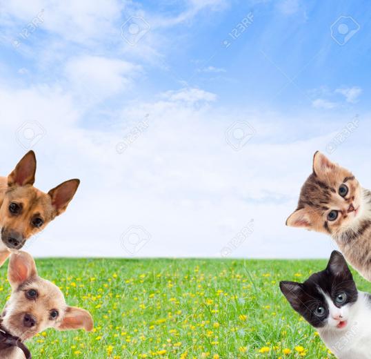 Free download Pets Background 108 images in Collection Page 2 ...