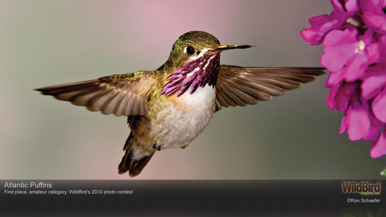 🔥 [50+] Hummingbird Screensavers and Wallpapers | WallpaperSafari