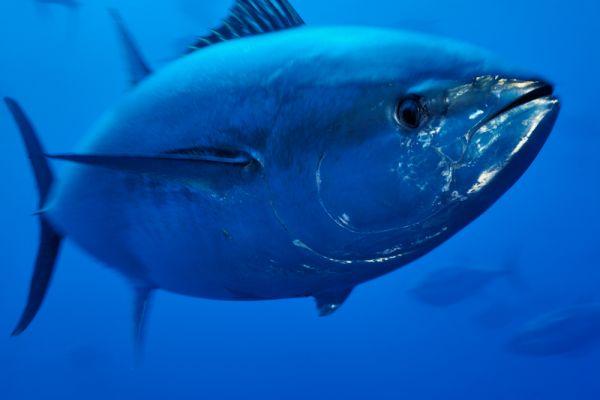 Free download Bluefin tuna photo and wallpaper Cute Bluefin tuna ...