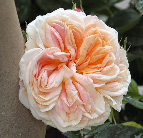 🔥 [40+] Cabbages and Roses Wallpapers | WallpaperSafari