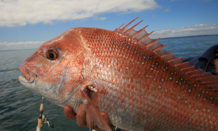 🔥 [10+] Snapper Wallpapers | WallpaperSafari