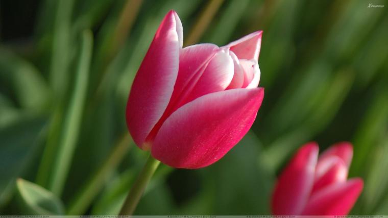 🔥 [60+] Pink Tulips Wallpapers | WallpaperSafari