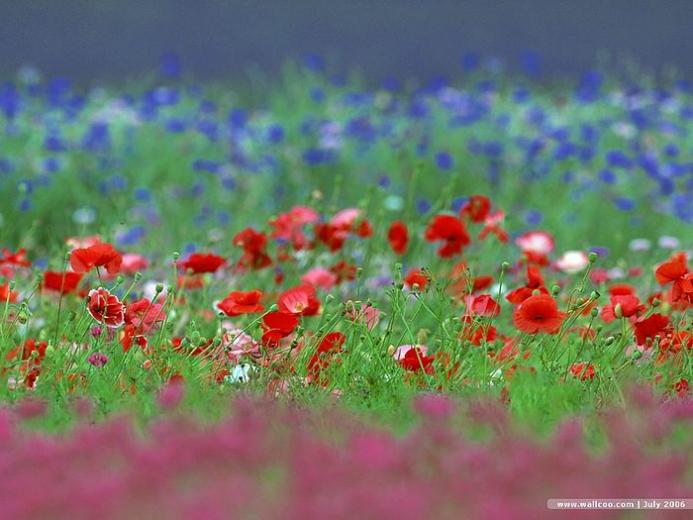 🔥 [40+] Red Country Wallpapers | WallpaperSafari