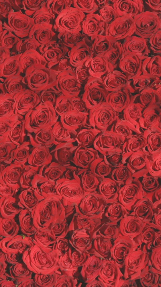 🔥 [50+] Red Flower Aesthetic Wallpapers | WallpaperSafari
