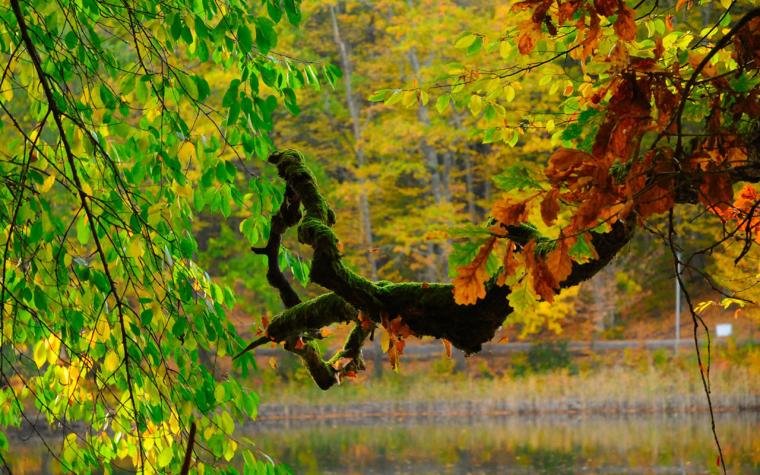 🔥 [50+] Windows XP Fall Wallpapers | WallpaperSafari