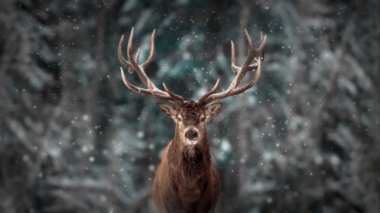 🔥 [50+] Deer Wallpapers | WallpaperSafari