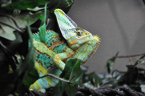 Free download full grown veiled chameleon wallpaper 3jpg [1024x1024 ...