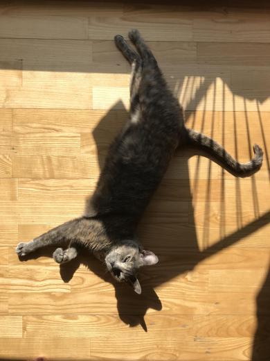 🔥 [20+] Sneaky Backgrounds | WallpaperSafari