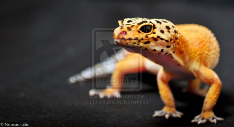 🔥 [70+] Leopard Gecko Wallpapers | WallpaperSafari