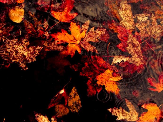 🔥 [100+] Fall Tumblr Wallpapers | WallpaperSafari