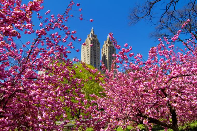 🔥 [50+] Central Park Spring Wallpapers | WallpaperSafari