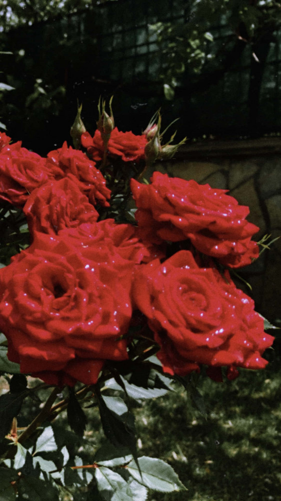 🔥 [50+] Red Flower Aesthetic Wallpapers | WallpaperSafari