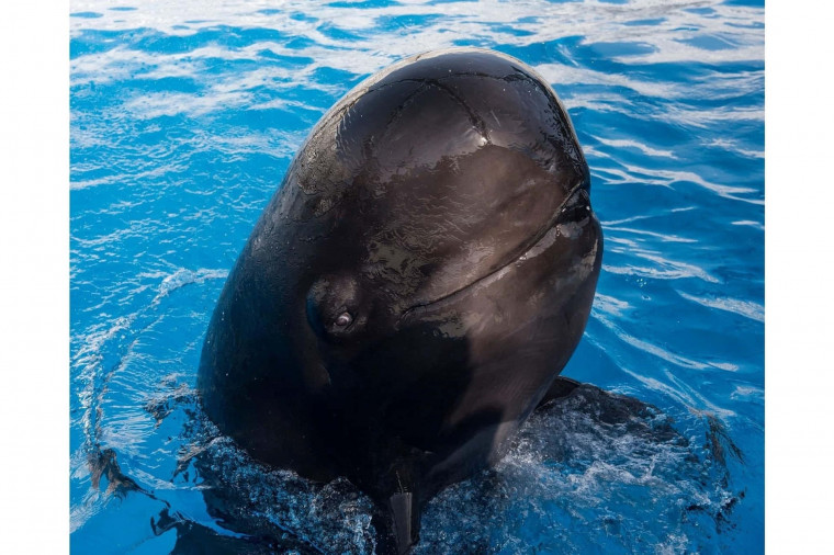 🔥 Free Download Pilot Whale Wallpaper by @caseys77 | WallpaperSafari