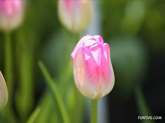 🔥 [50+] Microsoft Tulip Wallpapers | WallpaperSafari
