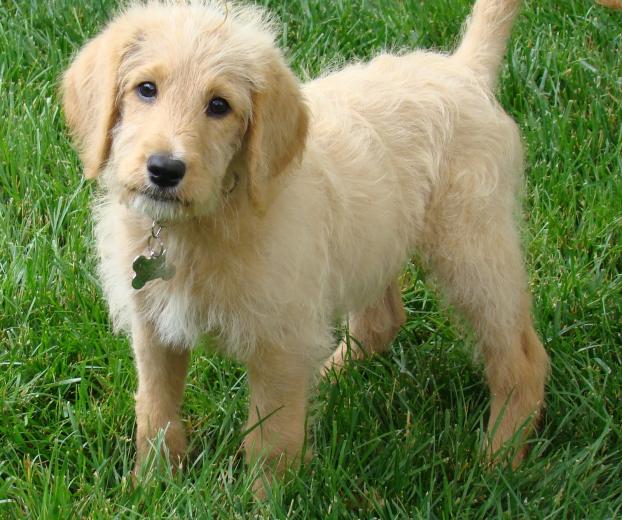 🔥 Free Download Wallpaper Labradoodle White Curly Puppy Small Dog by ...