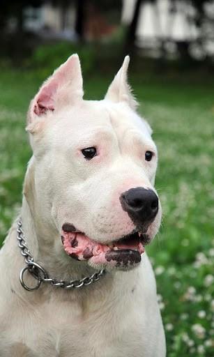 🔥 [90+] Dogo Wallpapers | WallpaperSafari