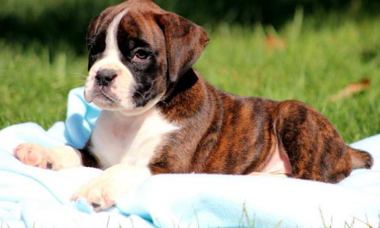 🔥 Free Download wp38054 Boxer Puppy Boris Weeks Old With Netherland ...