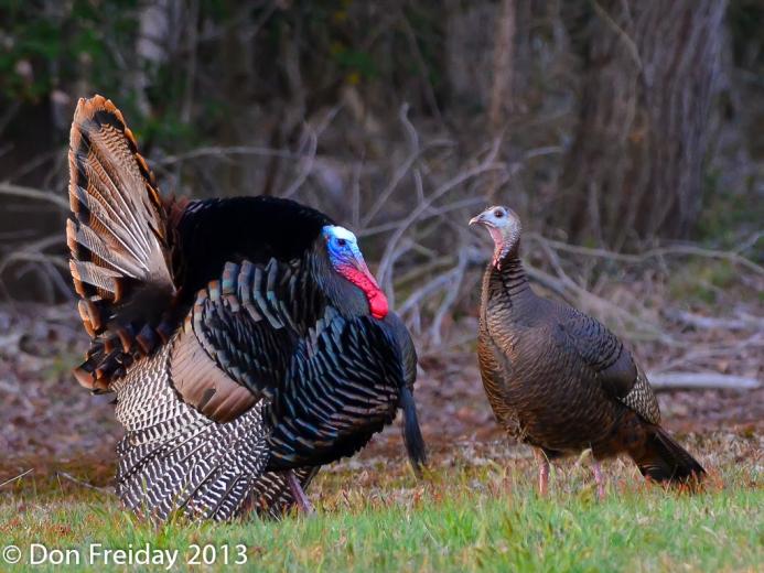 🔥 Free Download Monkey Turkey Background by @arusso42 | WallpaperSafari