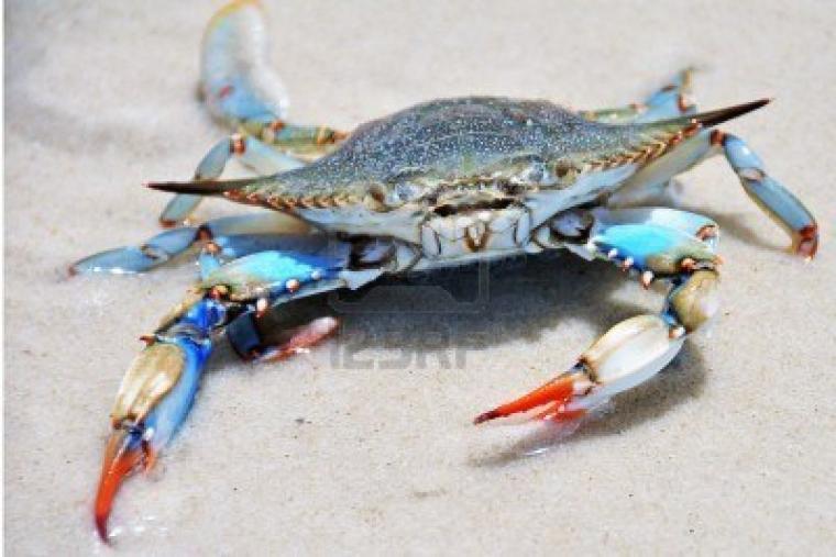 🔥 [40+] Blue Crab Wallpapers | WallpaperSafari