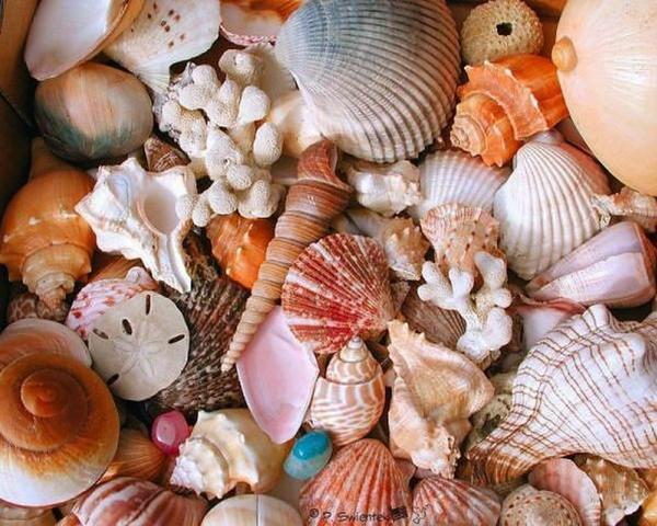 🔥 Free Download Seashells Wallpaper Shells Desktop by @michaelmorales ...