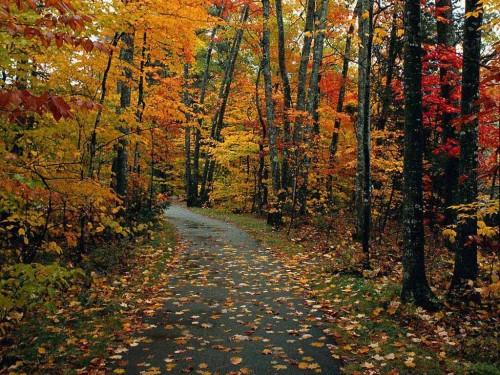 🔥 [50+] Free Screensavers and Wallpapers Seasons | WallpaperSafari