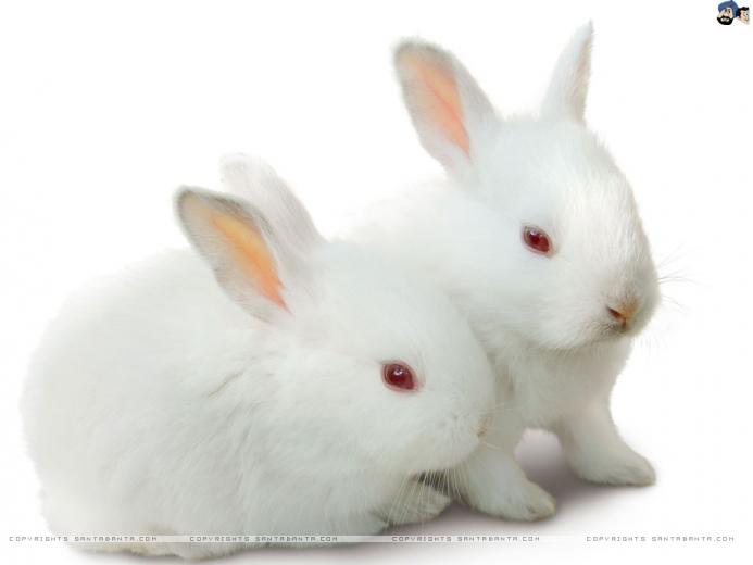 Free download Rabbits Wallpaper 2 [1024x768] for your Desktop, Mobile ...