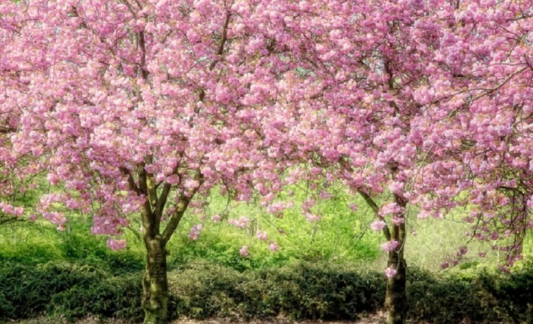 🔥 [60+] Pink Trees Wallpapers | WallpaperSafari