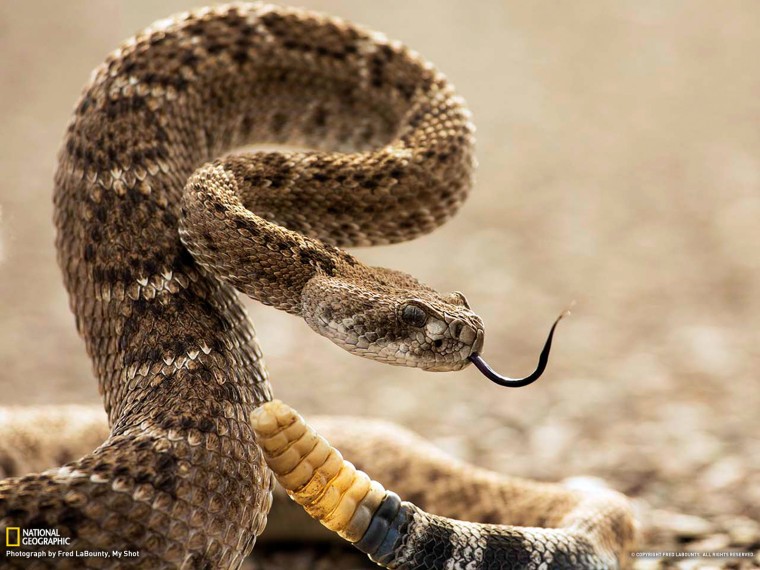 🔥 [70+] Rattlesnake Wallpapers | WallpaperSafari