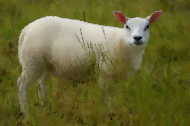 🔥 [40+] Lamb Desktop Wallpapers | WallpaperSafari