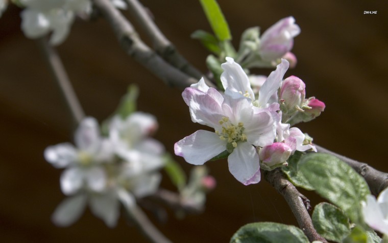 🔥 Free Download Apple Blossoms Wallpaper Flower by @brendaj27 ...
