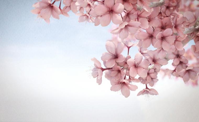 Free download Japan Art Vector Sakura Wallpapers [1500x1002] for your ...