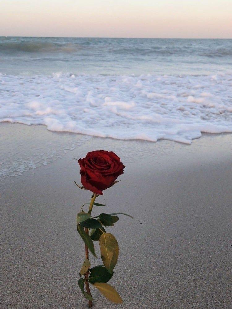 🔥 Free Download Rose In Beach Wallpaper Teahub Io by @tmiller5 ...