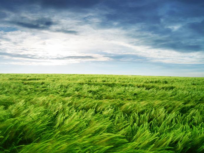 🔥 Free Download Gambar Wallpaper Pohon Di Lapangan Rumput Alam Hd by ...