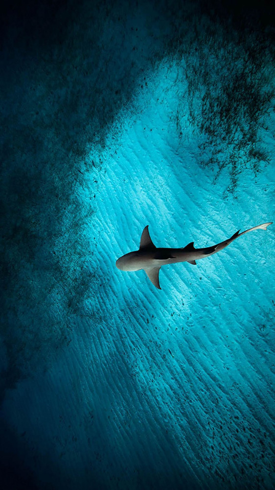 🔥 [50+] Shark Wallpapers | WallpaperSafari