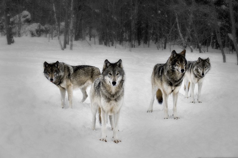 🔥 Free Download White Wolves Pack Hd Desktop Wallpaper Widescreen High ...