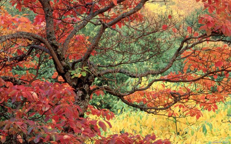 🔥 [50+] Windows XP Fall Wallpapers | WallpaperSafari