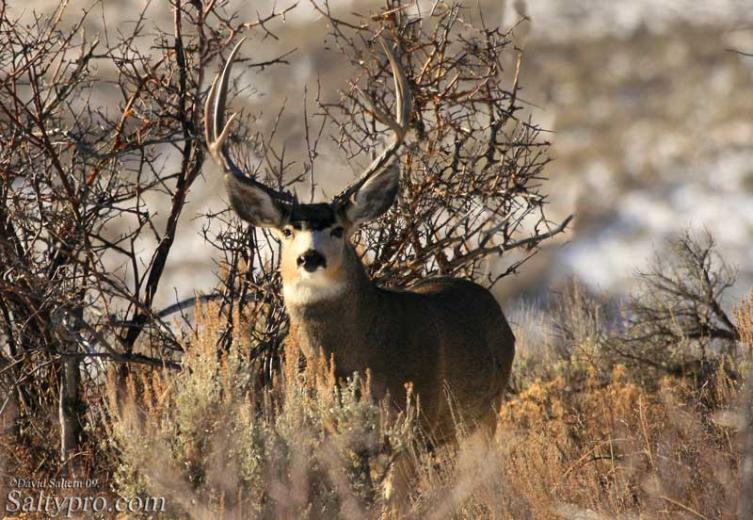 🔥 [80+] Mule Deer Desktop Wallpapers | WallpaperSafari