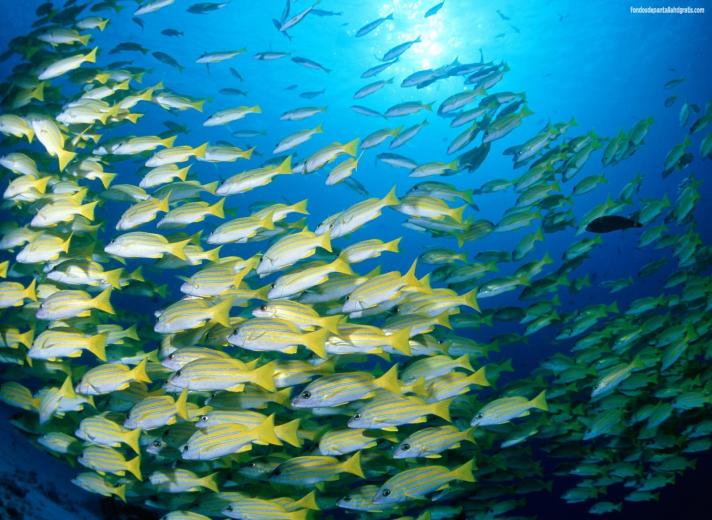 Free download Descargar imagen fish wallpaper e hd widescreen Gratis 20949 [1596x1164] for your ...