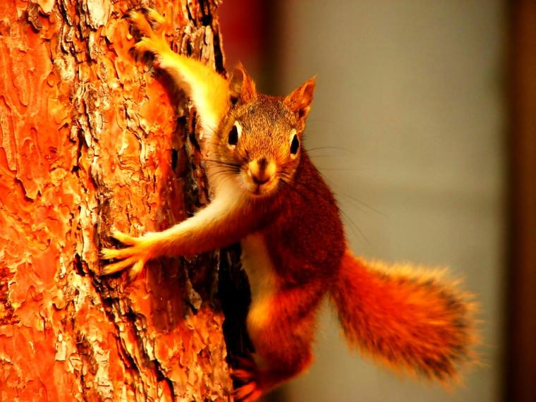 🔥 [10+] Red Squirrel Wallpapers | WallpaperSafari