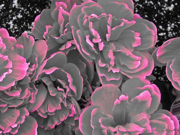 🔥 [50+] Grey Floral Wallpapers | WallpaperSafari