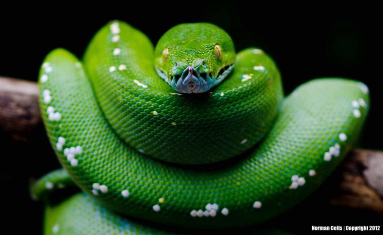 🔥 [47+] Green Tree Python Wallpapers | WallpaperSafari