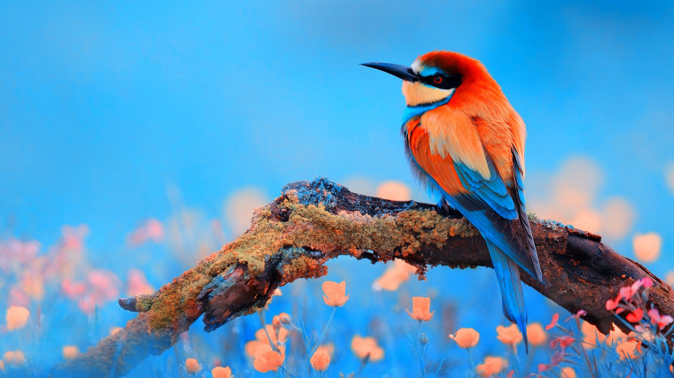 🔥 [40+] Birds Nature Wallpapers | WallpaperSafari