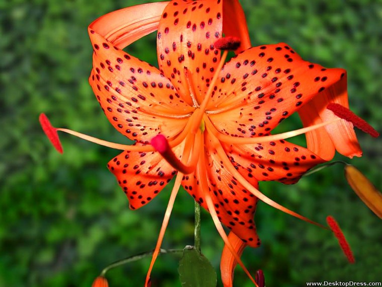 🔥 [70+] Tiger Lily Wallpapers | WallpaperSafari