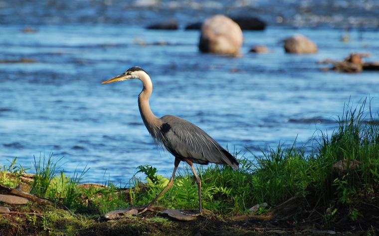 Free download birds backgrounds great blue heron closeup great blue ...